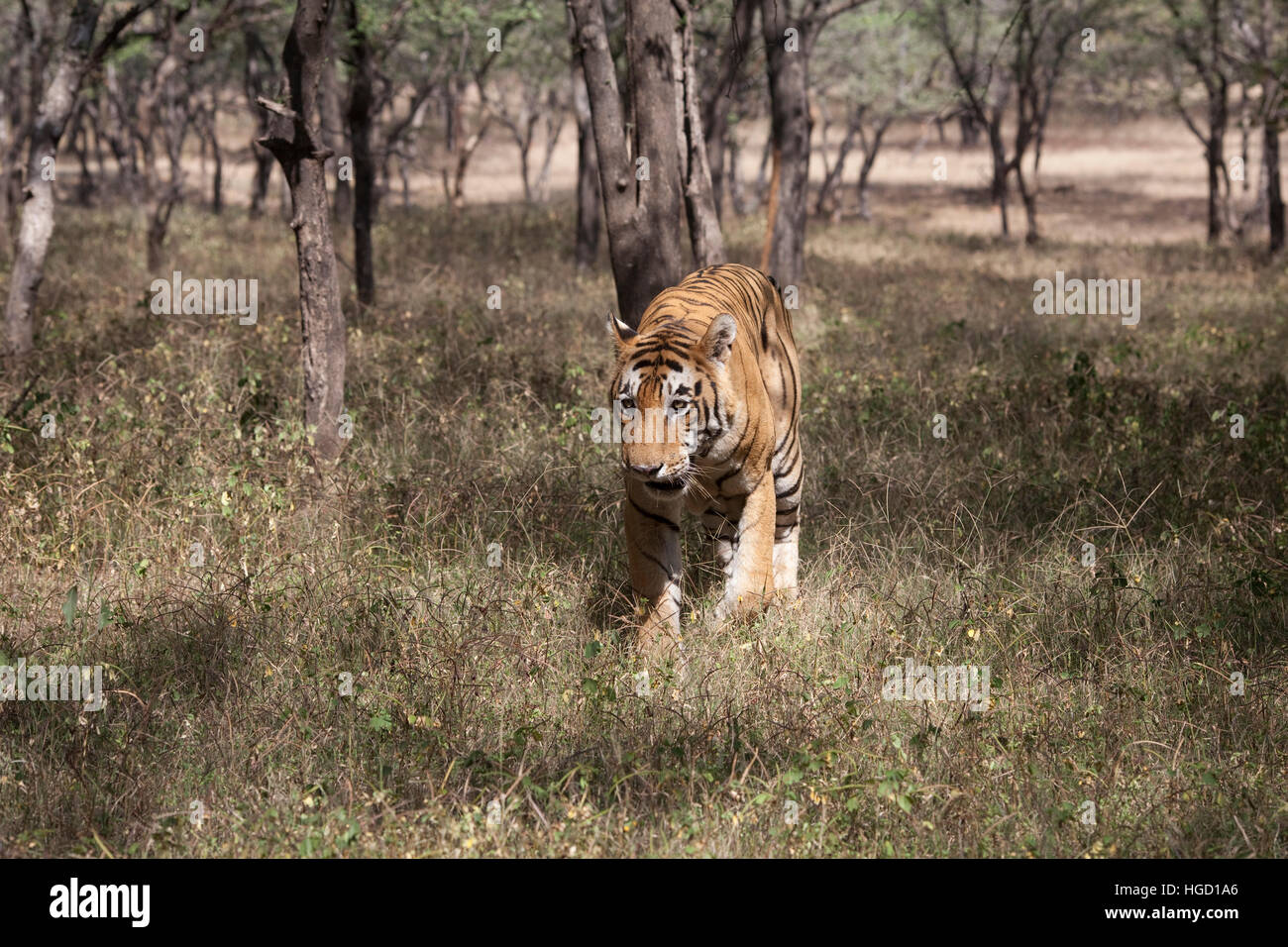 Tiger in Ranthambore National Park, India Stock Photo - Alamy
