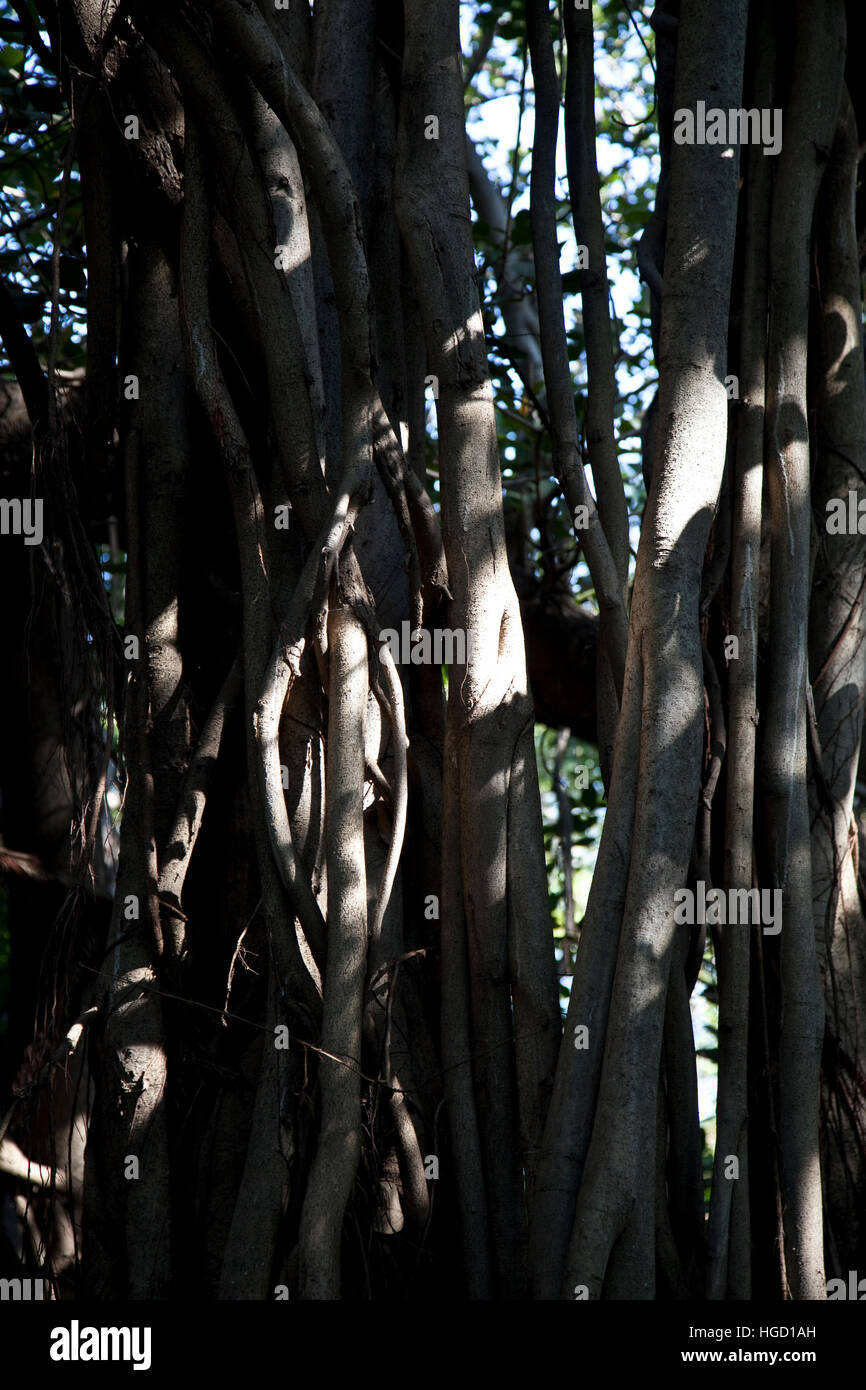 Banyan tree in Ranthambore National Park, India Stock Photo - Alamy