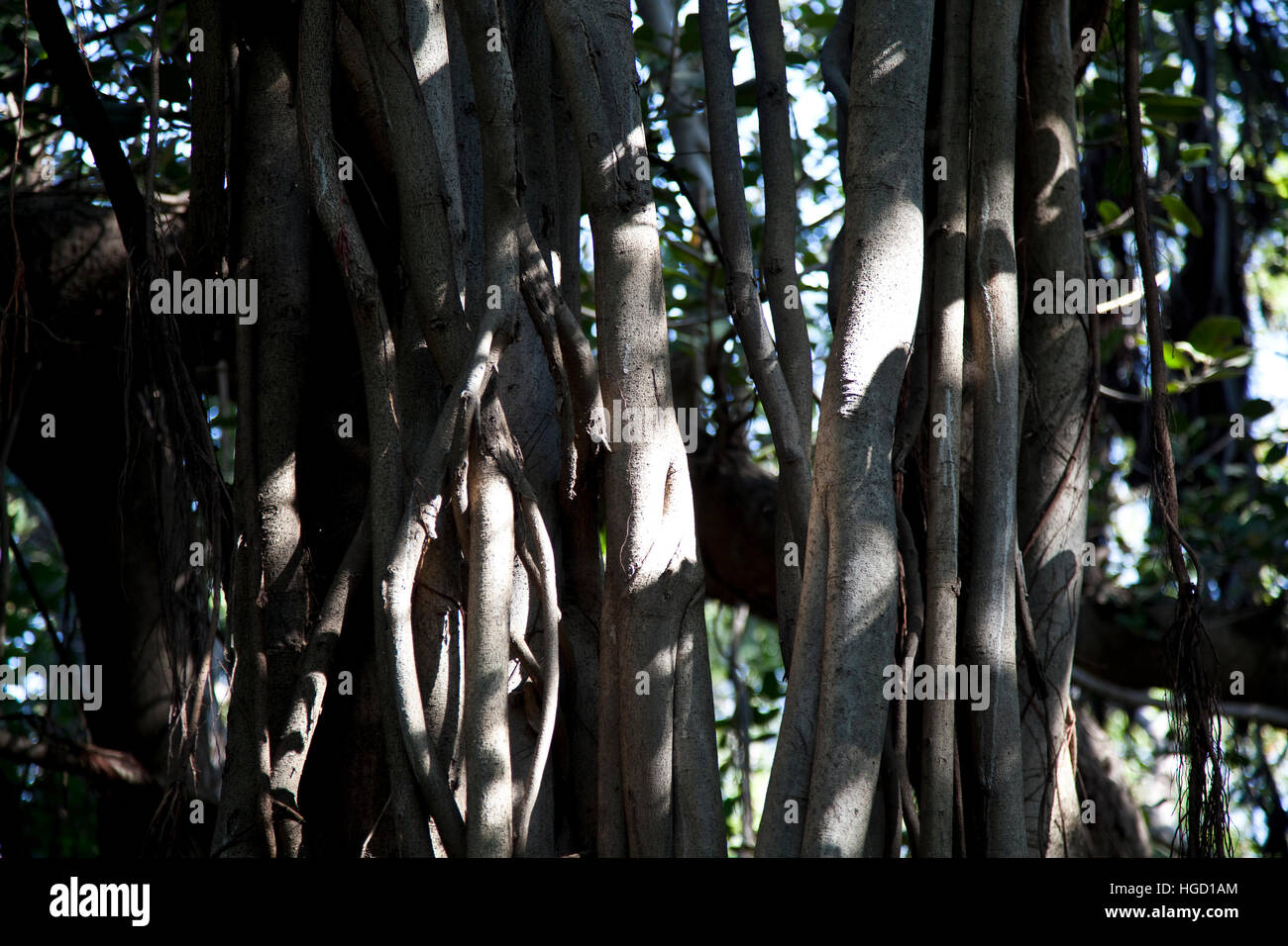 Banyan tree in Ranthambore National Park, India Stock Photo - Alamy