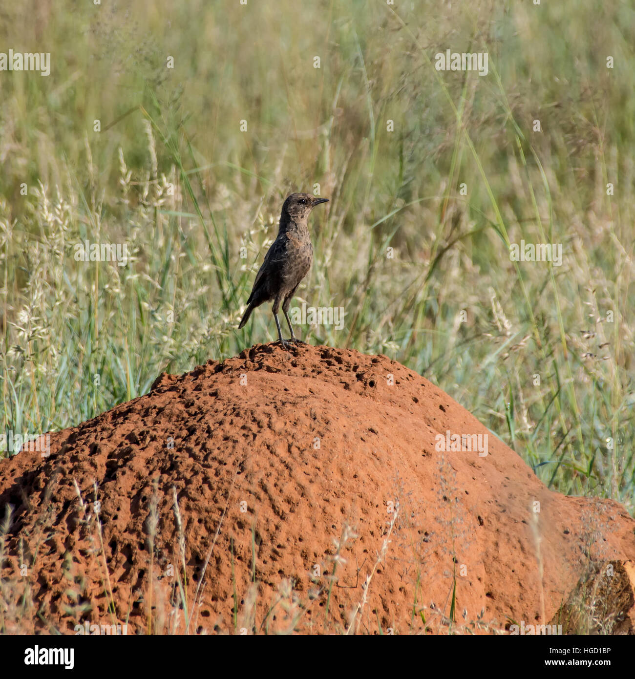 A female Ant-eating Chat perched on a termite mound in Southern Africa ...