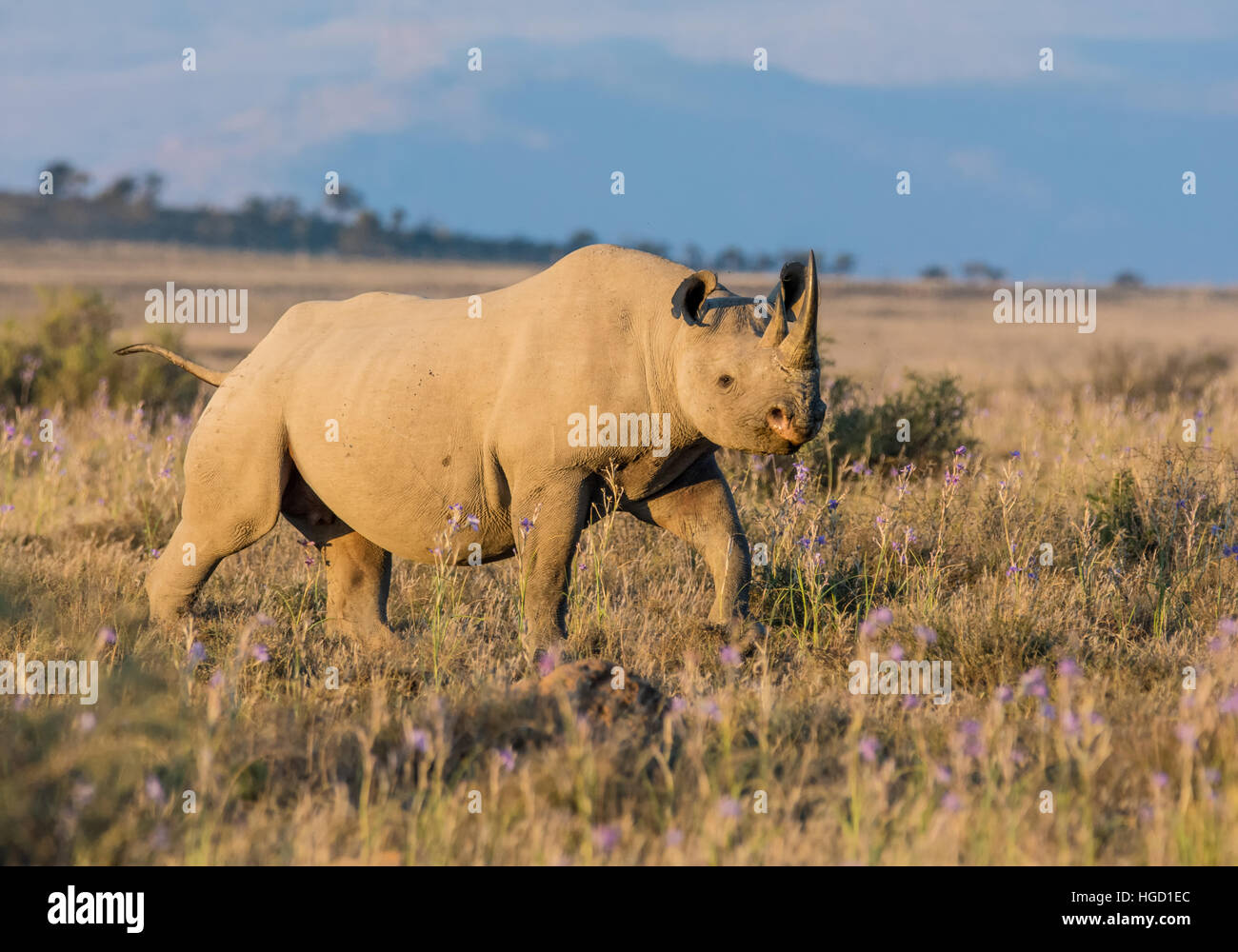 Black Rhinoceros in Southern African savanna Stock Photo - Alamy
