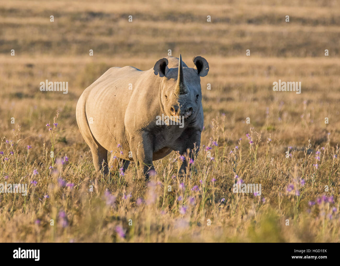 Black Rhinoceros in Southern African savanna Stock Photo - Alamy