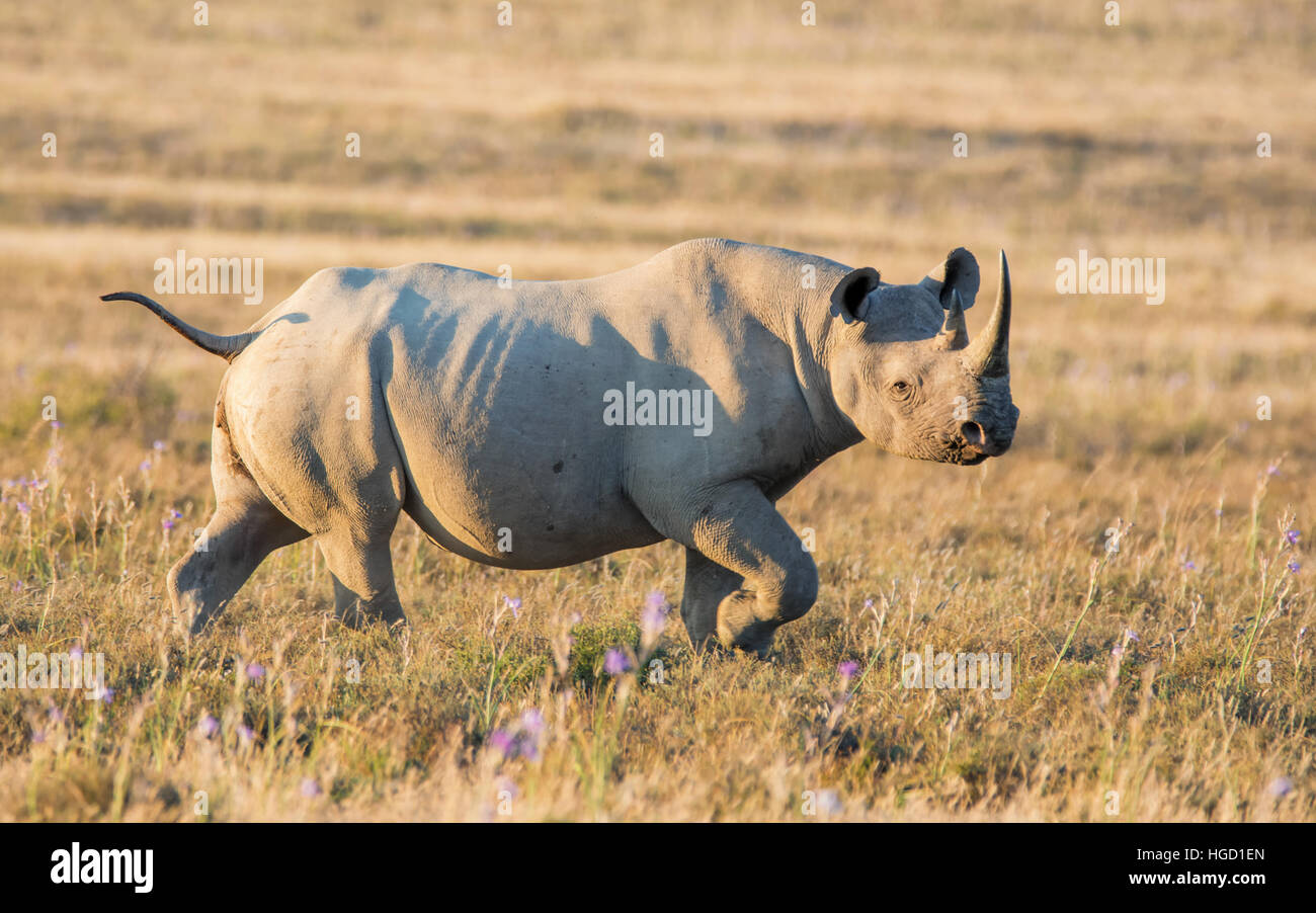 Black Rhinoceros in Southern African savanna Stock Photo - Alamy