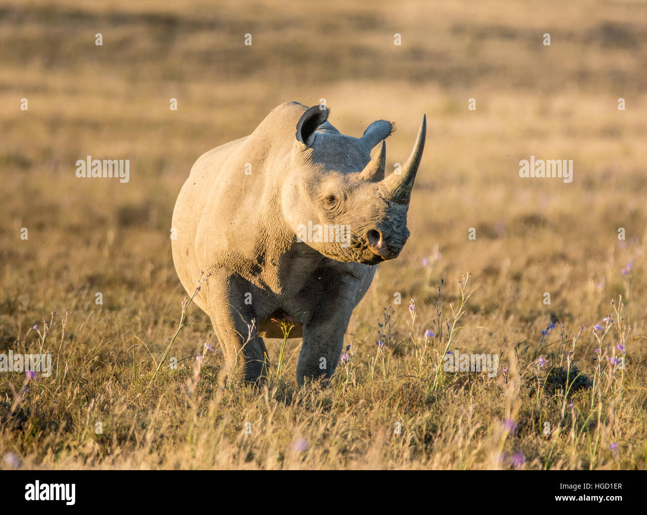 Black Rhinoceros in Southern African savanna Stock Photo - Alamy
