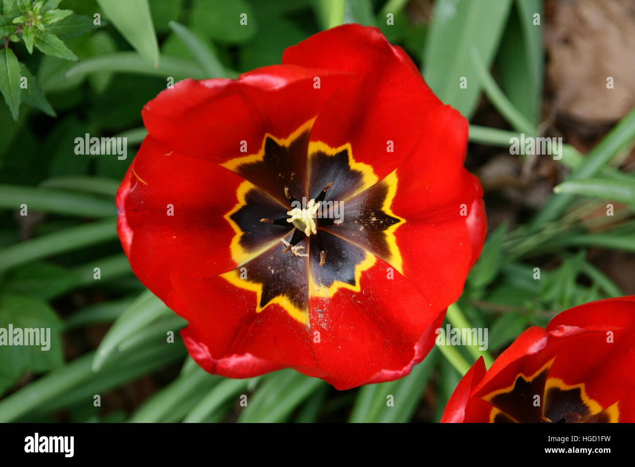 A field of red tulips (Tulipa). (top view Stock Photo - Alamy
