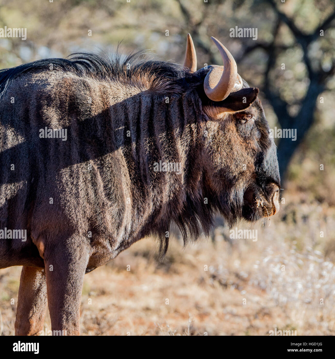A side profile portrait of a Blue Wildebeest in Southern African ...