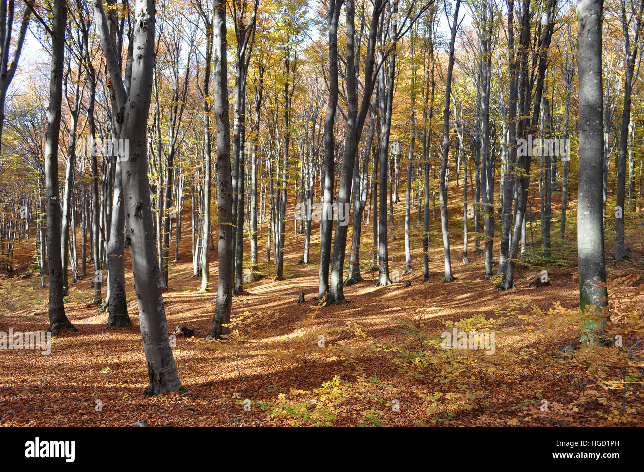 Autumn landscape forest path hi-res stock photography and images - Alamy