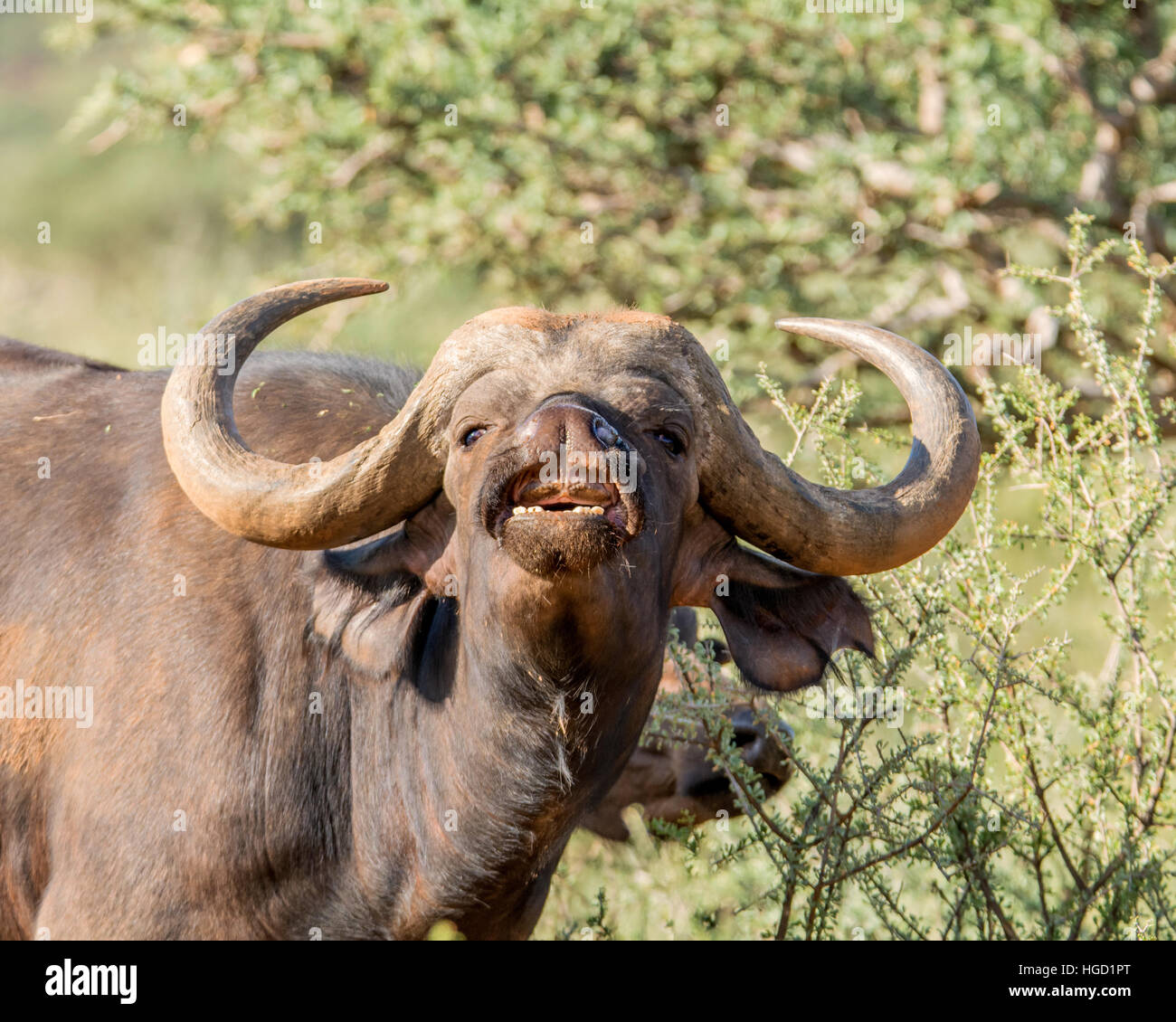 Portrait of African Buffalo in Southern African savanna Stock Photo - Alamy