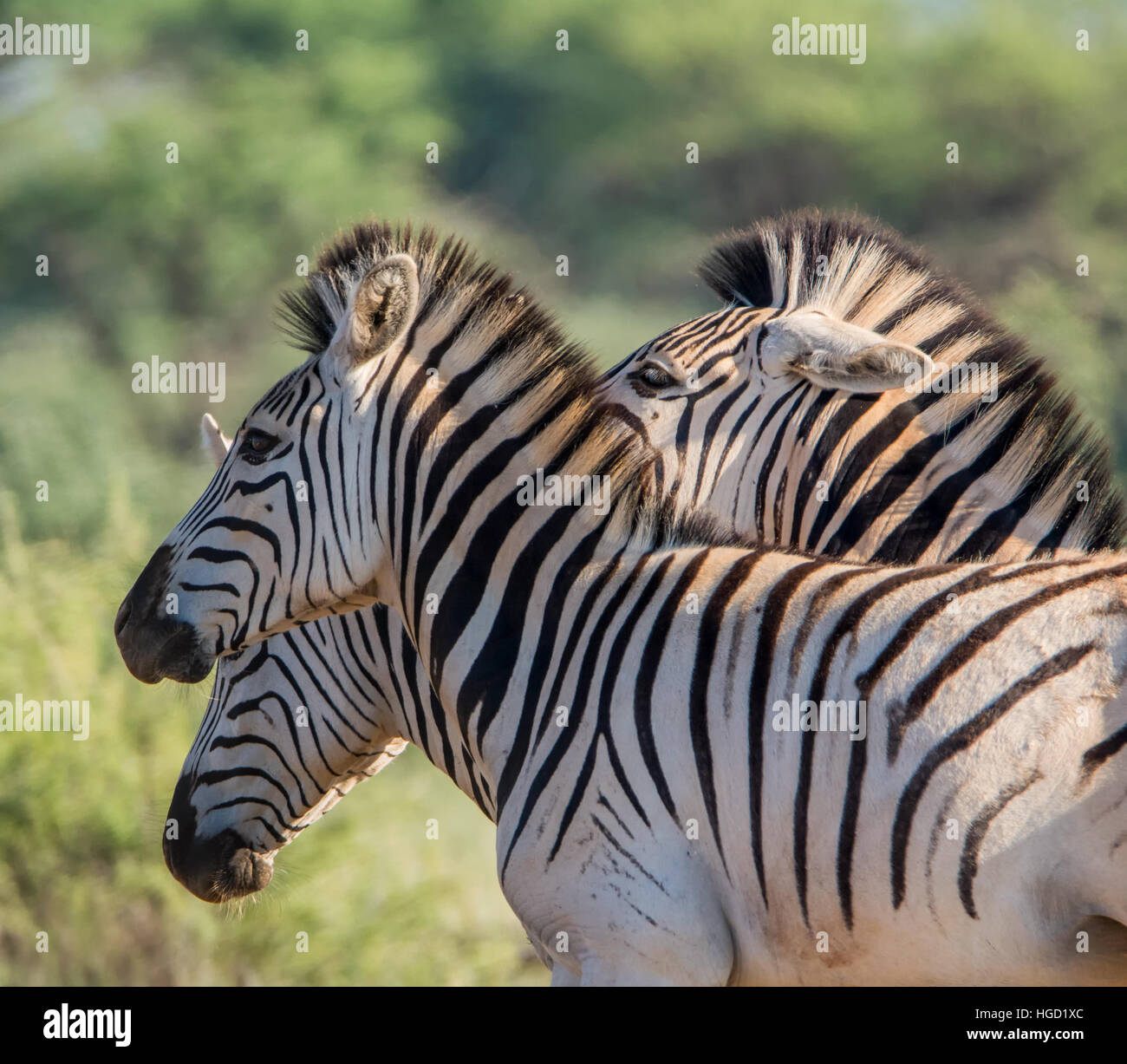 Burchell's Zebra family group in Southern African savannah Stock Photo ...