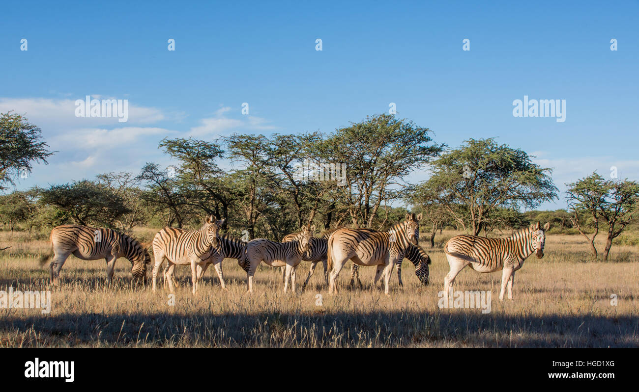 Burchell's Zebra family group in Southern African savannah Stock Photo ...
