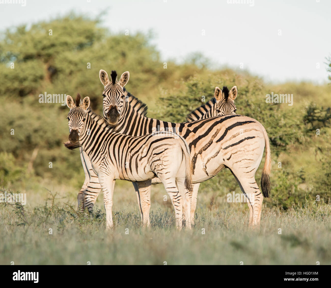 A family group of Burchell's Zebra standing in Southern African ...