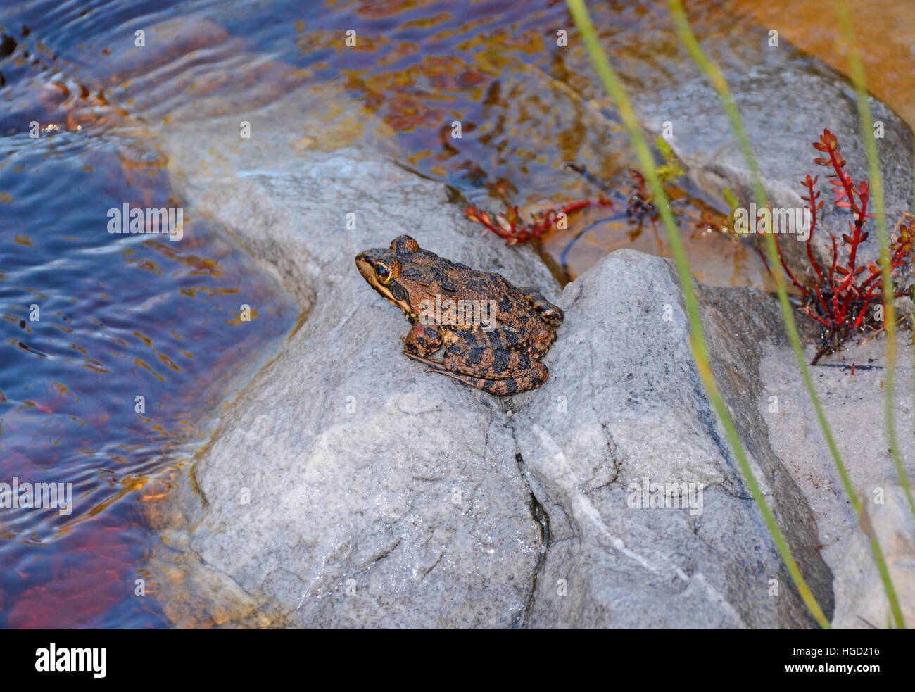 A Cape River Frog sitting on a rock by a stream in Southern Africa ...