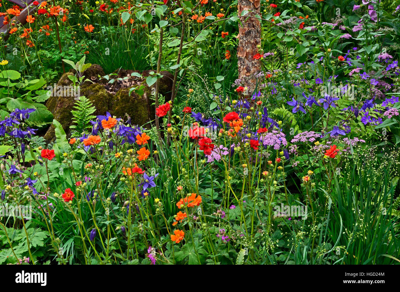 Colourful mixed planted flower border, meadow including Dahlias ...