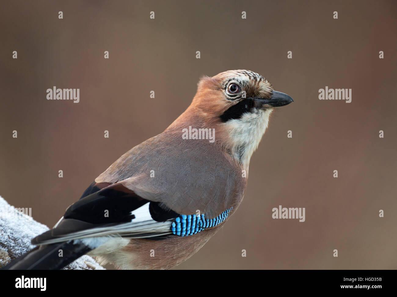 Jay birds hi-res stock photography and images - Alamy