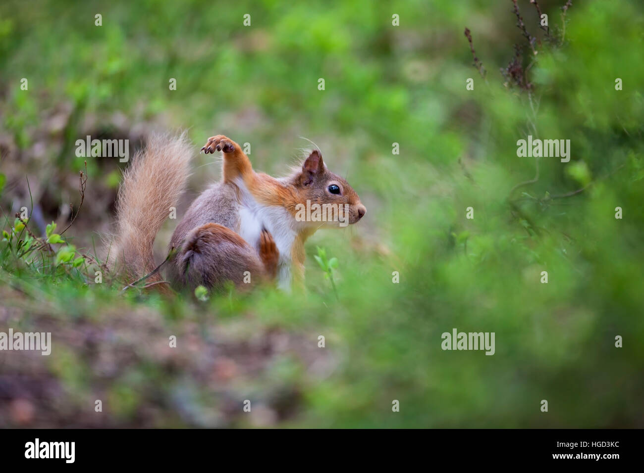 Red Squirrel Sciurus vulgaris or Eurasian Red Squirrel scratching an ...