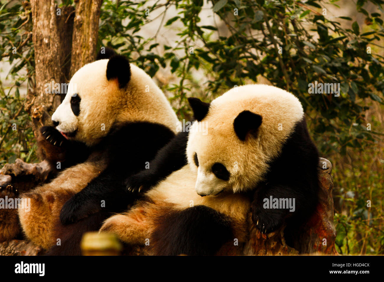 Chinese Panda Bear Stock Photo - Alamy