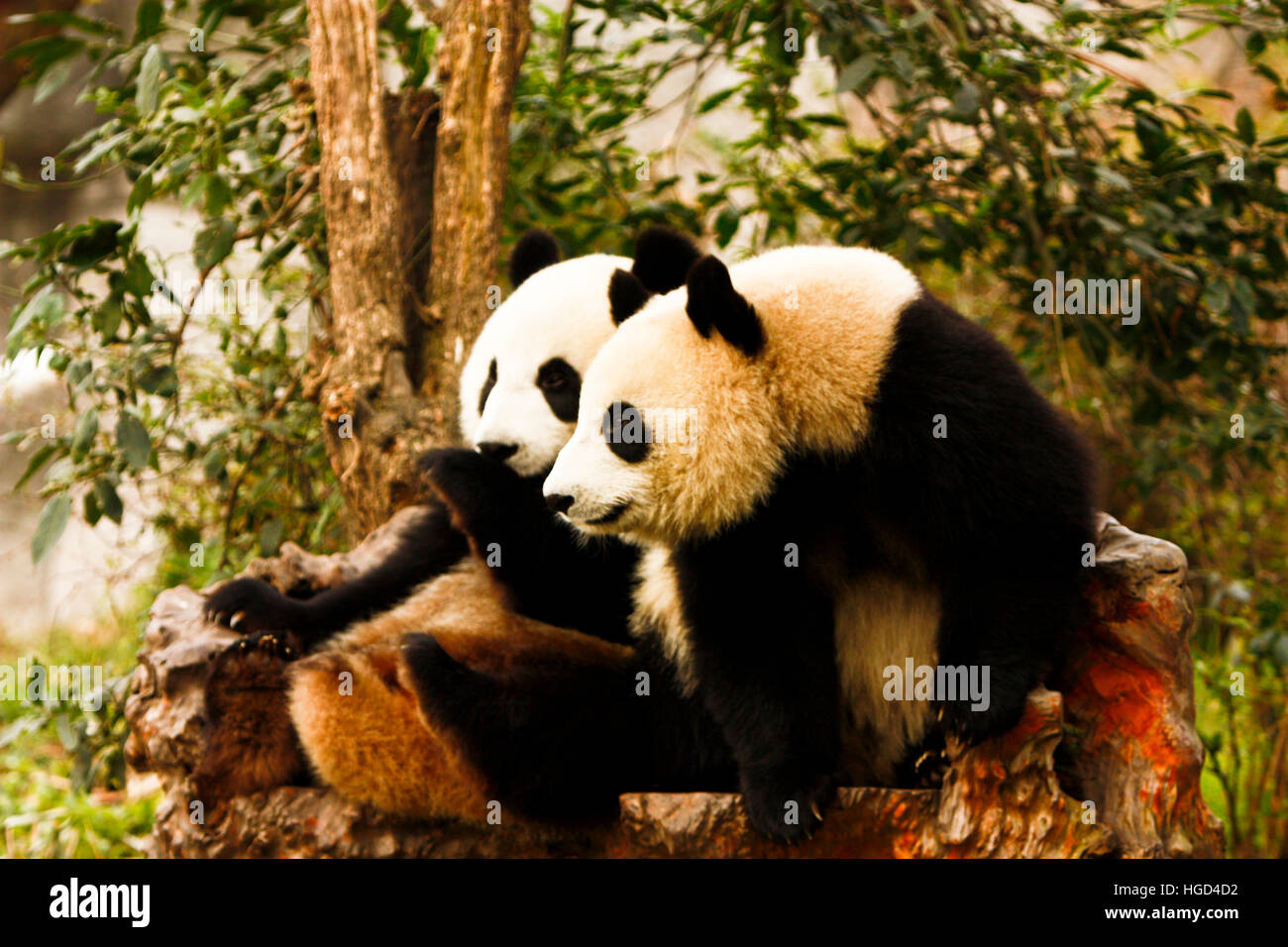 Chinese Panda Bear Stock Photo - Alamy