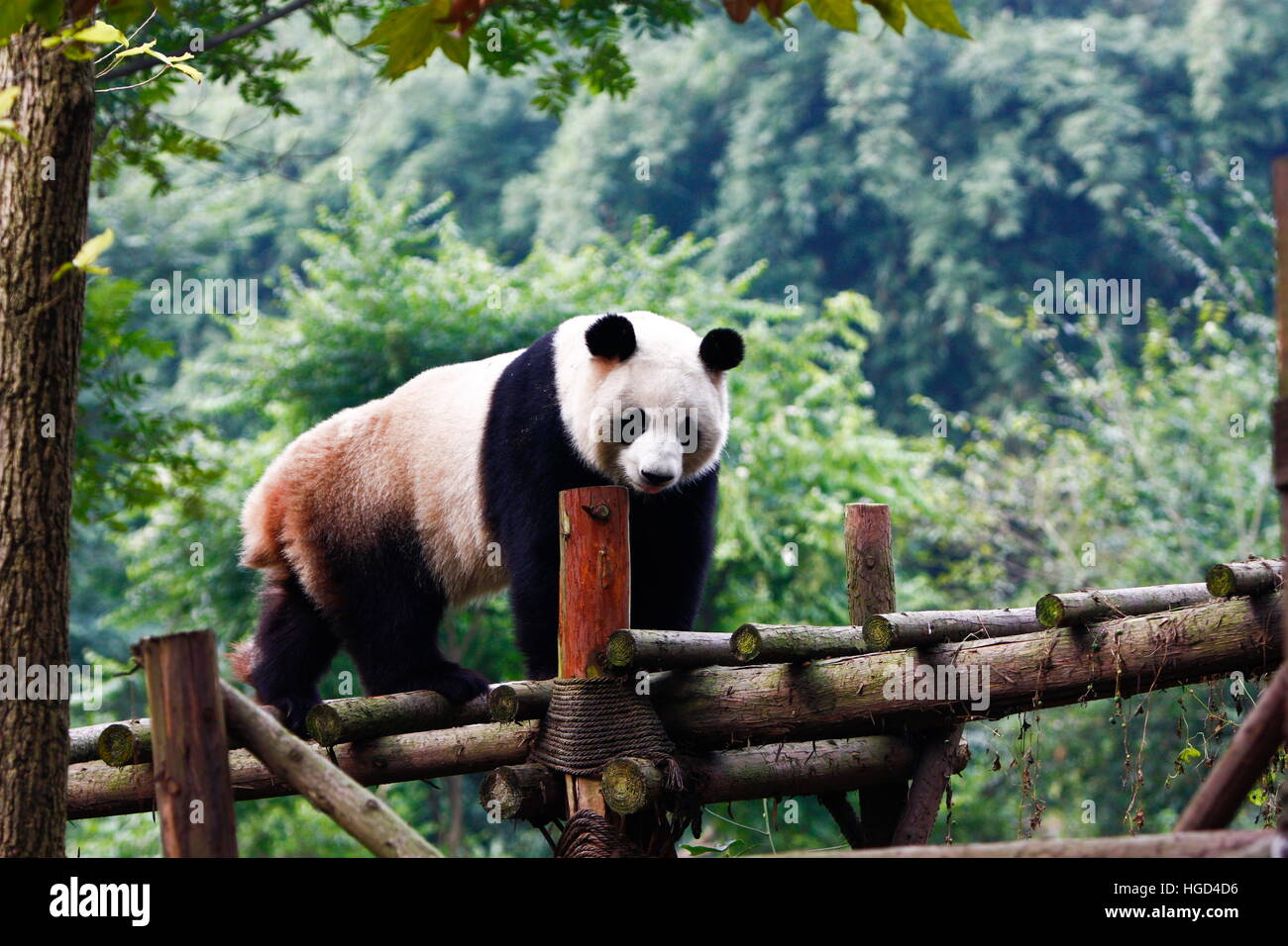 Chinese Panda Bear Stock Photo - Alamy