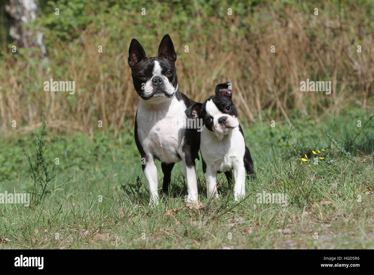 Dog Boston Terrier adult and puppy two black with white in a meadow ...