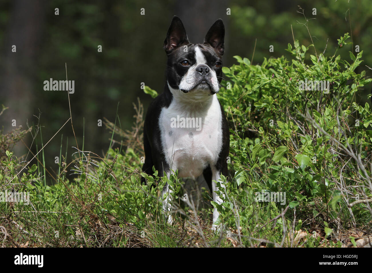 Dog Boston Terrier adult adults black with white standing face Stock ...