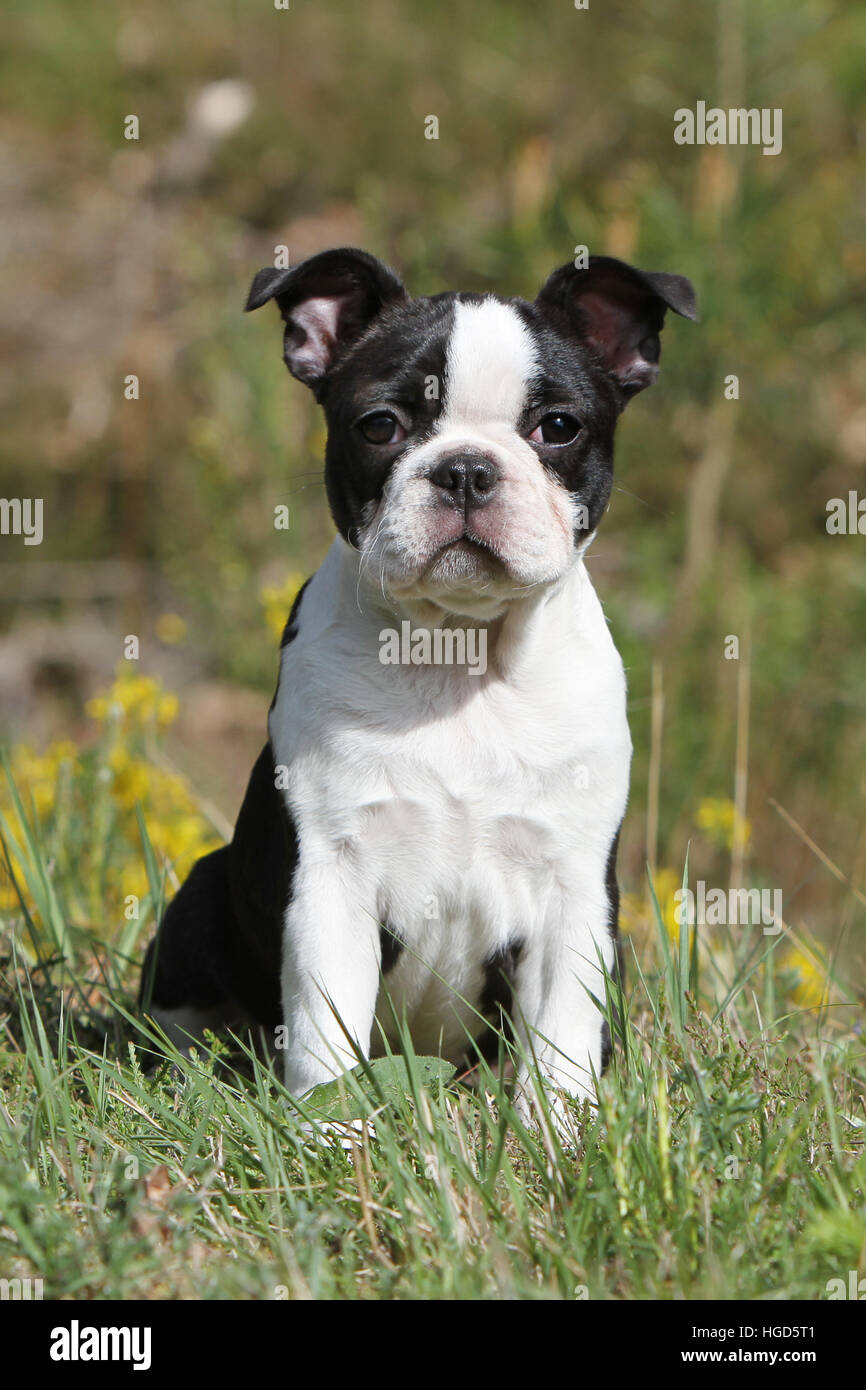 Dog Boston Terrier black with white in a meadow sitting puppy puppies ...