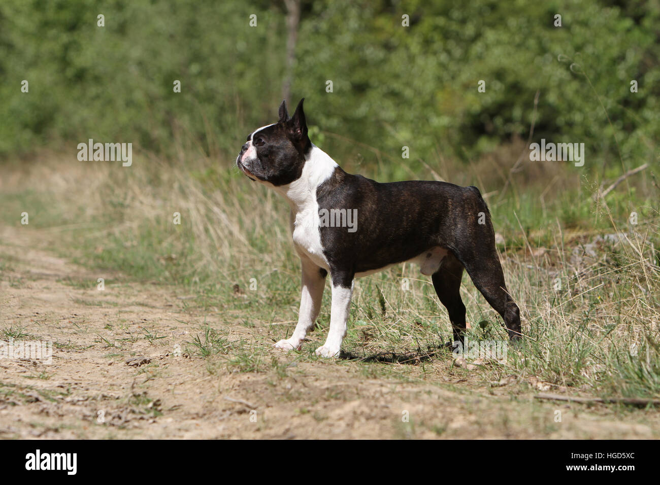 Dog Boston Terrier adult adults black with white standing profile ...