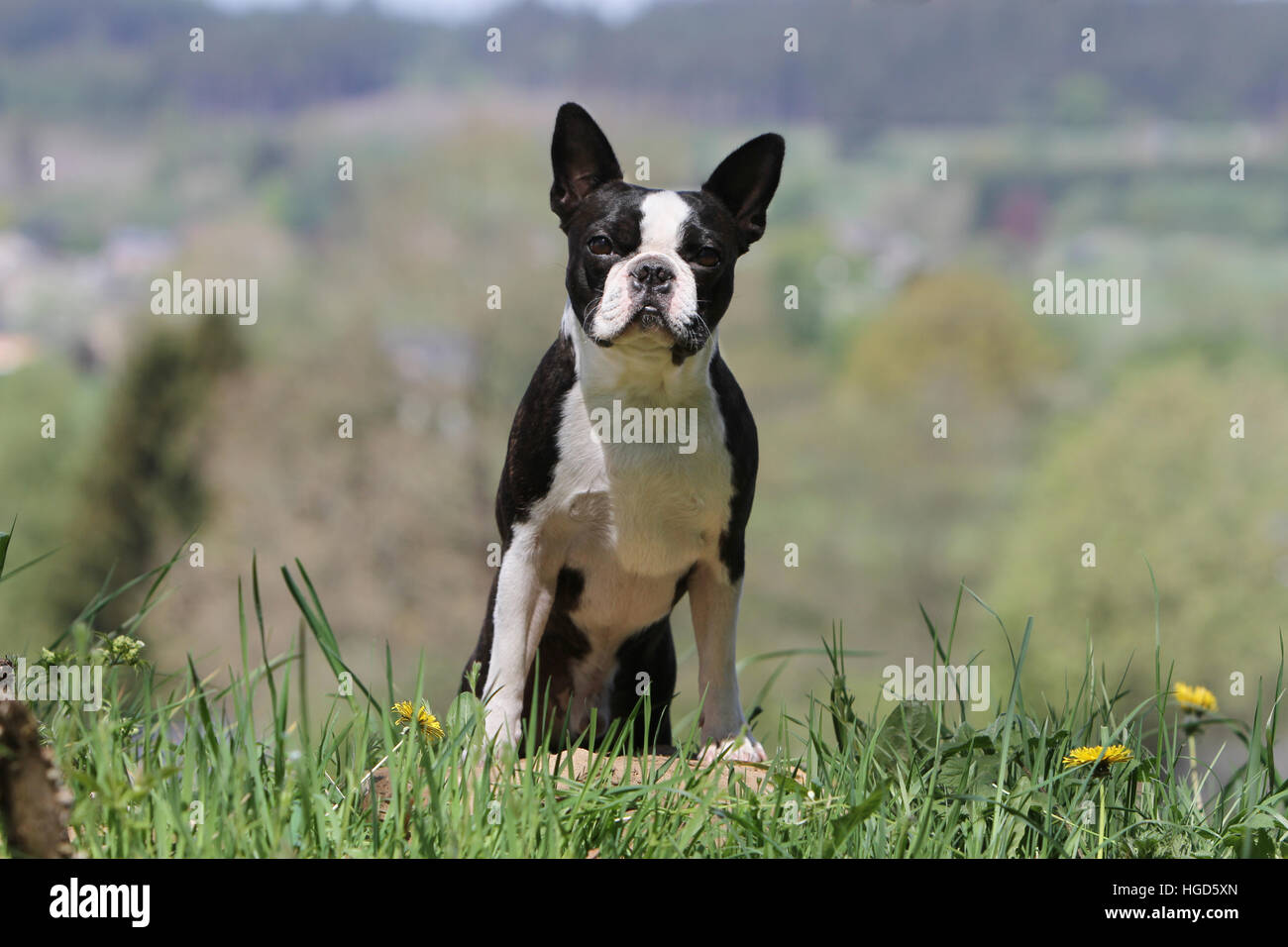 Dog Boston Terrier adult adults black with white standing face Stock ...