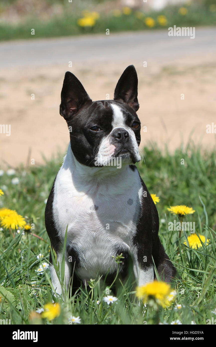 Dog Boston Terrier black with white in a meadow sitting adult adults ...