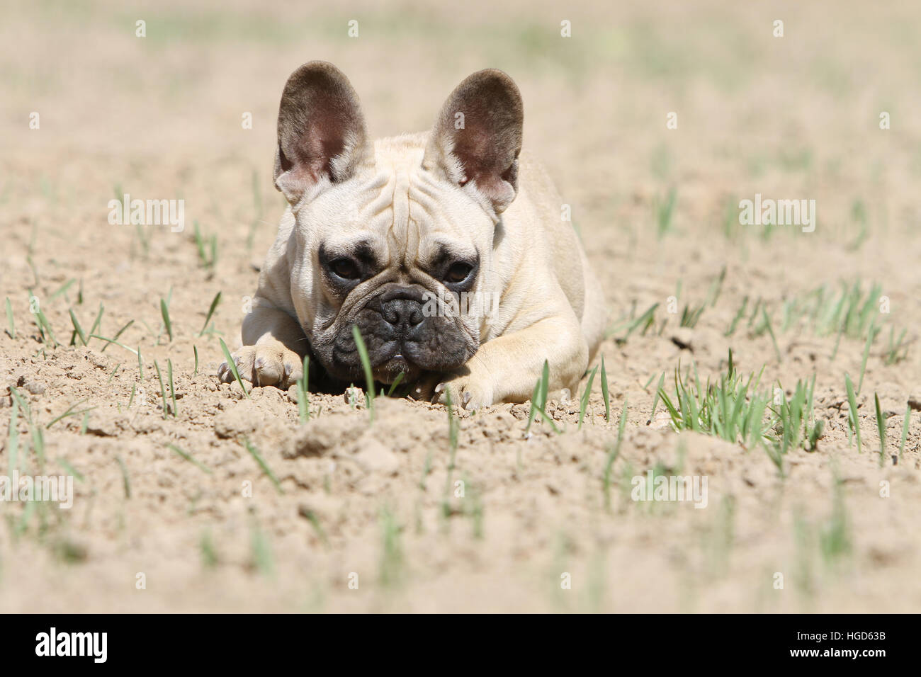 Dog French Bulldog / Bouledogue Français adult lying on a filed Fawn ...