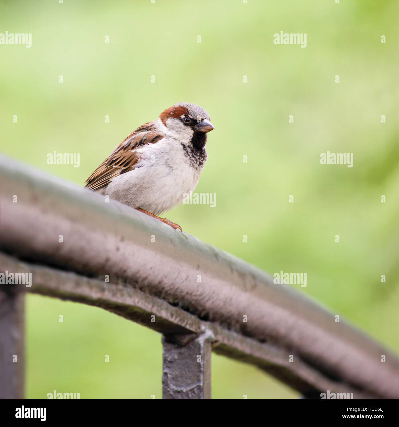 Sparrow Bird Passer domesticus On Bridge Rail, Closeup, Large Detailed ...