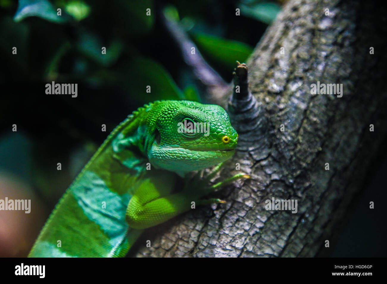 Exploring nature and animals hi-res stock photography and images - Alamy