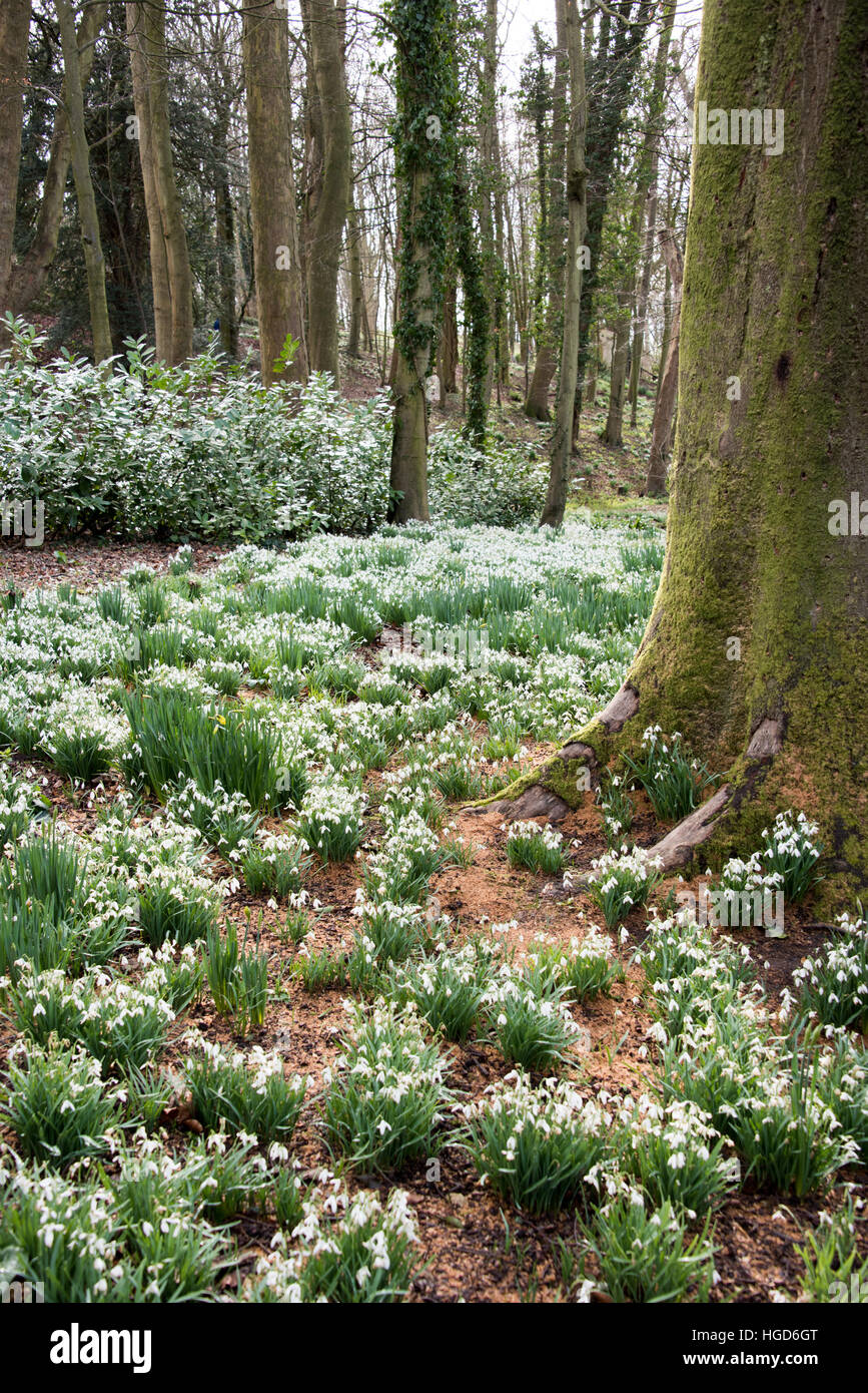 Clumps of Snowdrops (Galanthus Stock Photo - Alamy