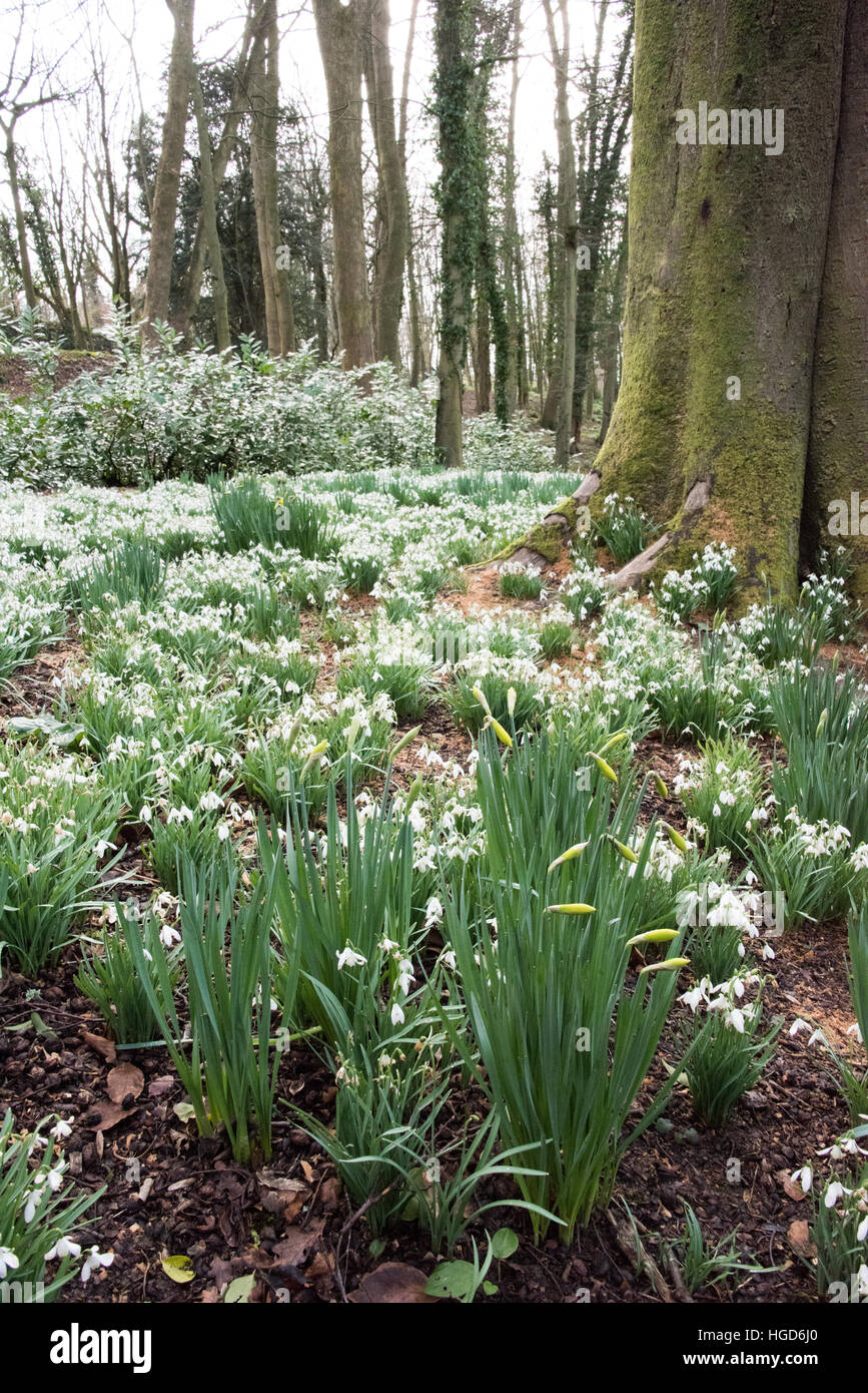 Clumps of Snowdrops (Galanthus Stock Photo - Alamy
