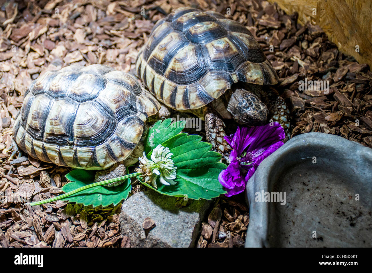Turtle Testudo Marginata the european landturtle eating Stock Photo - Alamy
