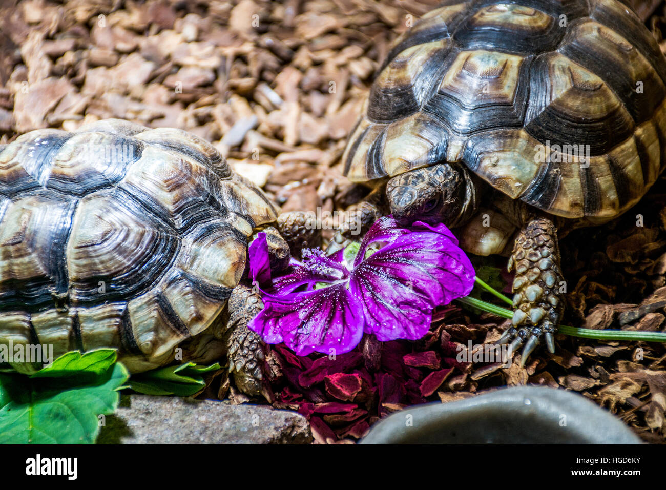 Turtle Testudo Marginata the european landturtle eating 3 Stock Photo ...