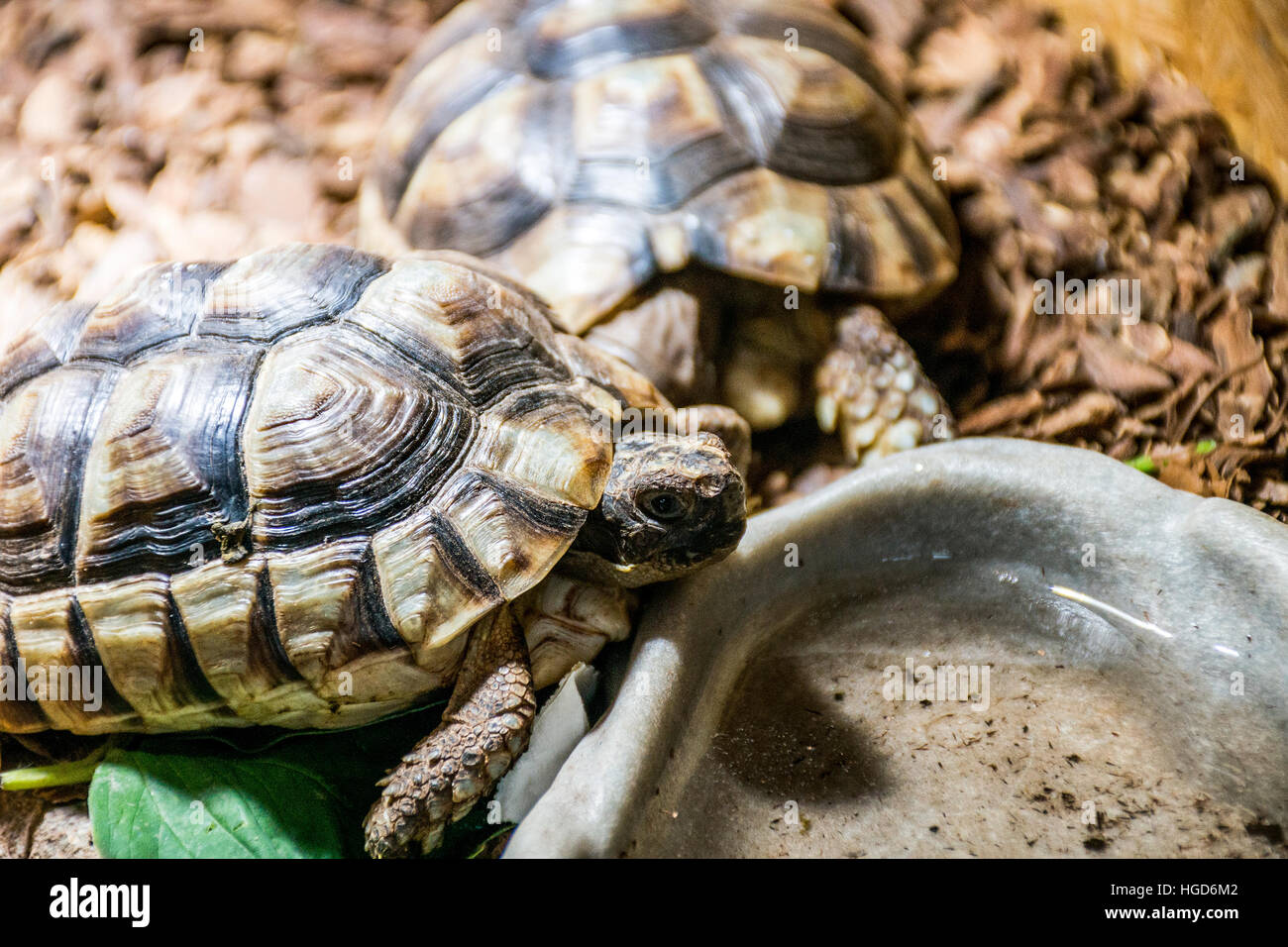 Turtle Testudo Marginata the european landturtle eating 6 Stock Photo ...