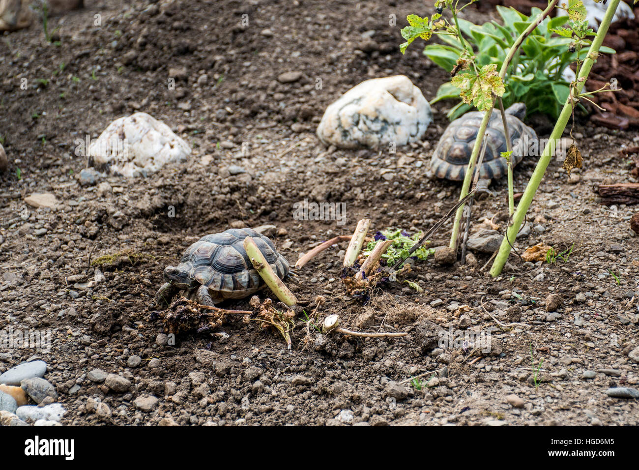 Turtle Testudo Marginata the european landturtle eating 8 Stock Photo ...