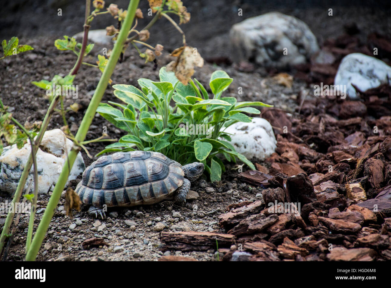 Turtle Testudo Marginata the european landturtle eating 11 Stock Photo ...