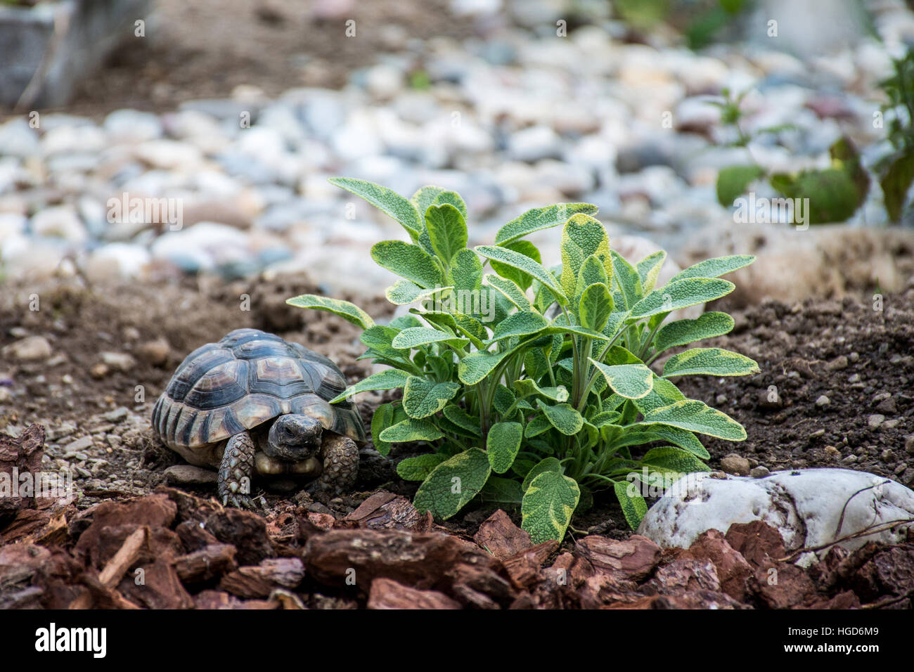 Turtle Testudo Marginata the european landturtle eating 12 Stock Photo ...