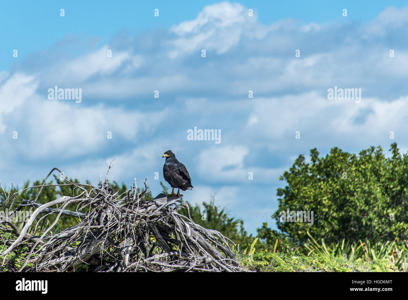 Hawk free falcon wildlife bird in mexico yucatan 2 Stock Photo - Alamy