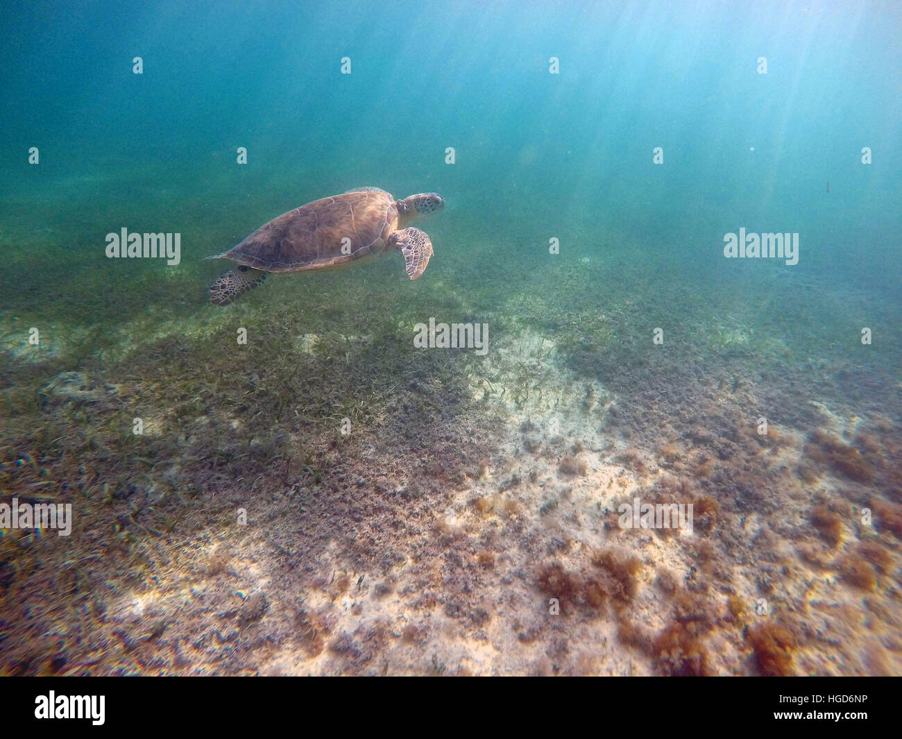 Snorkeling in turtle bay hi-res stock photography and images - Alamy