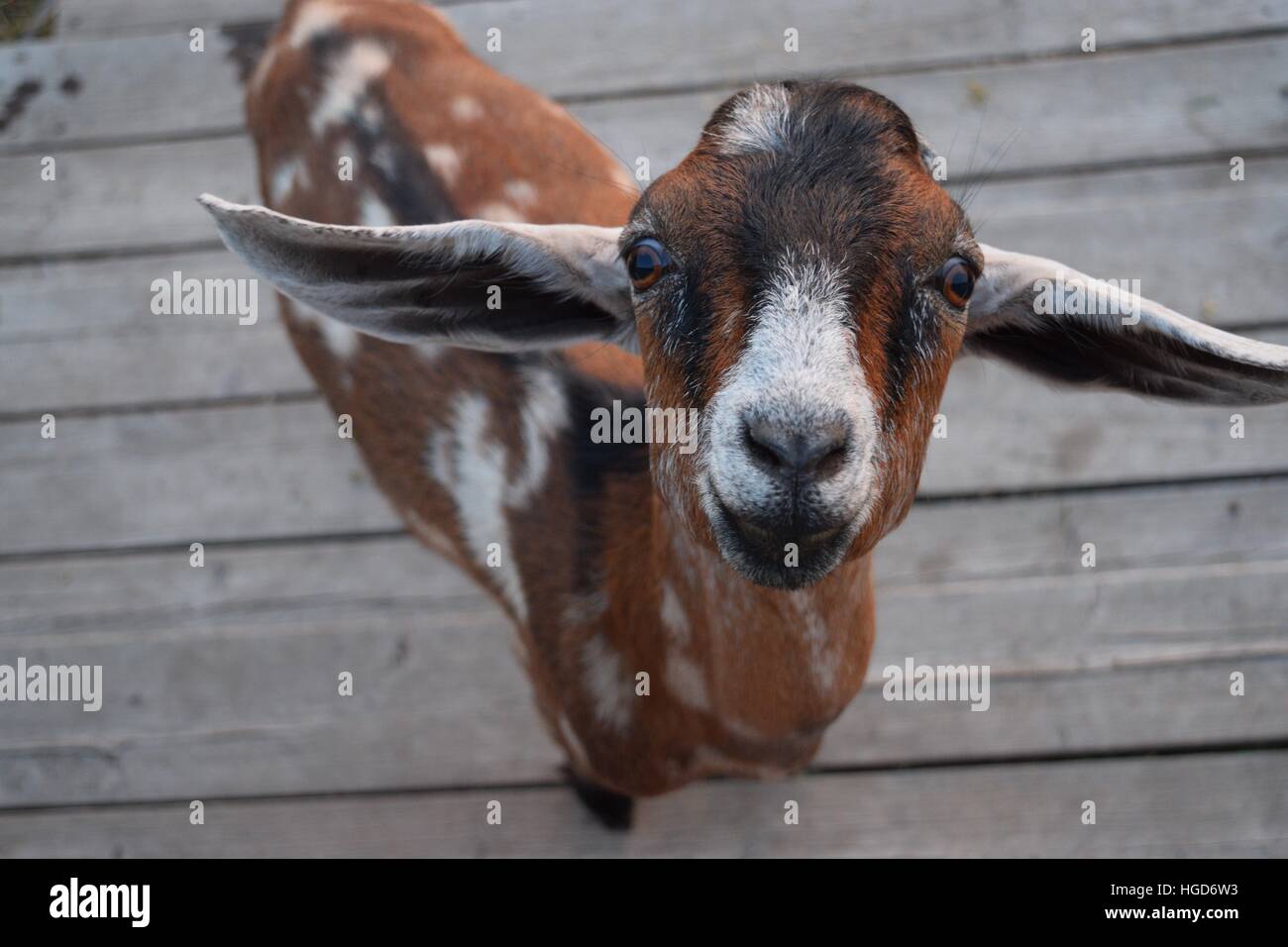 Baby Nubian Goat Stock Photo - Alamy