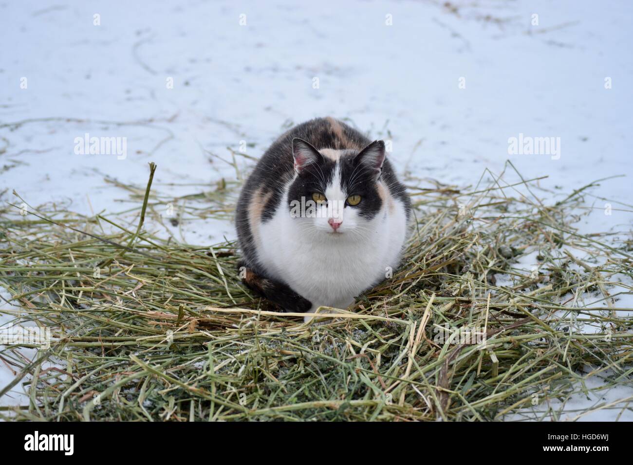 Barn cat in the snow Stock Photo - Alamy