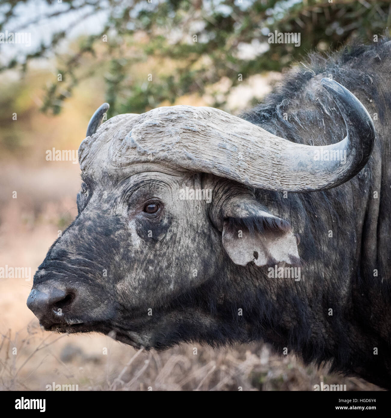 Buffalo syncerus caffer portrait hi-res stock photography and images ...