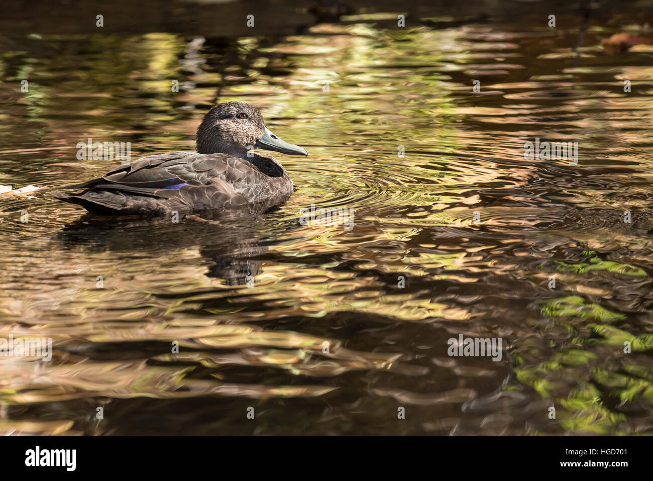 Black duck, Anus rubripes, Adirondack State Park, New York Stock Photo ...