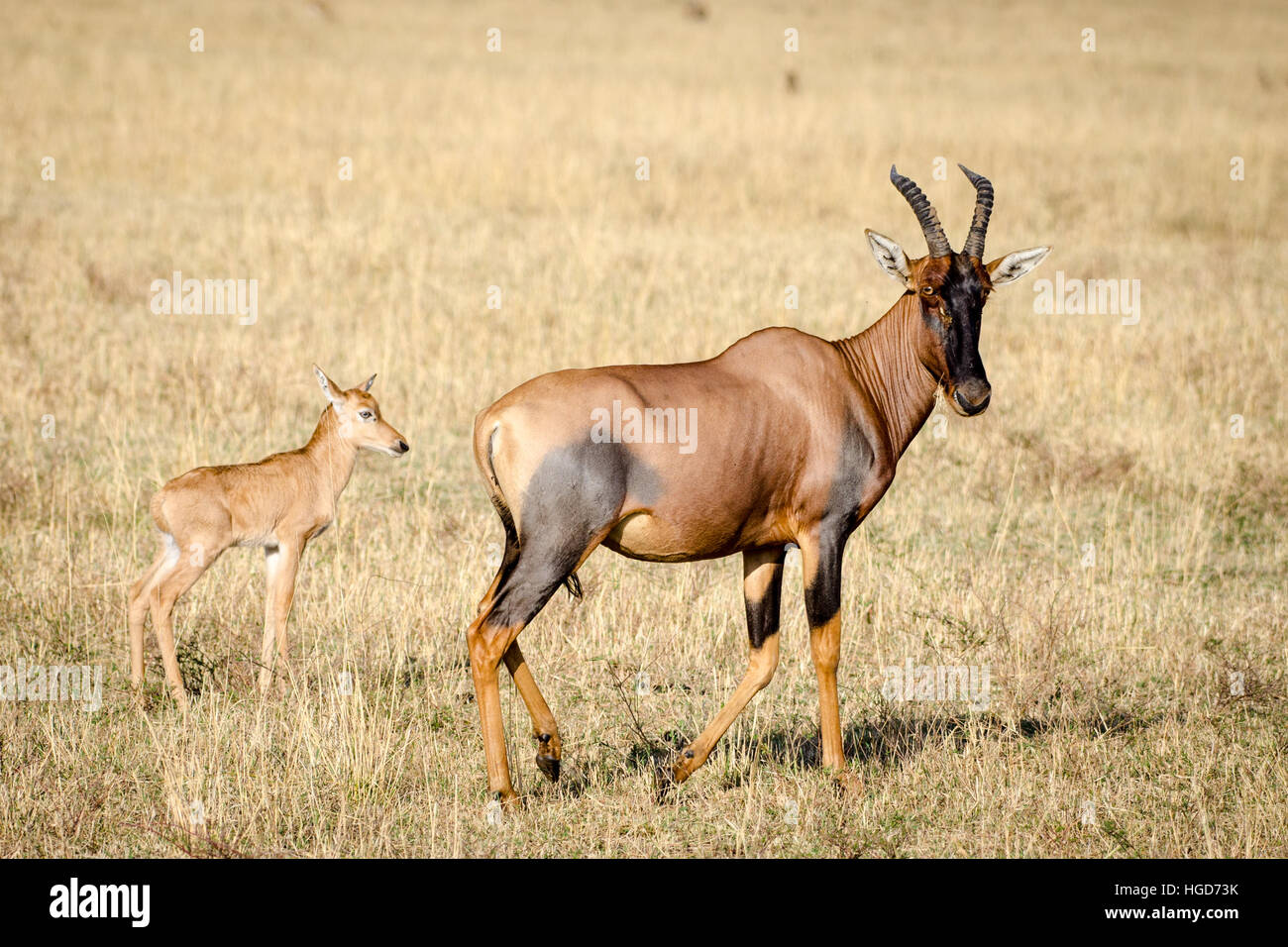 African topi hi-res stock photography and images - Alamy