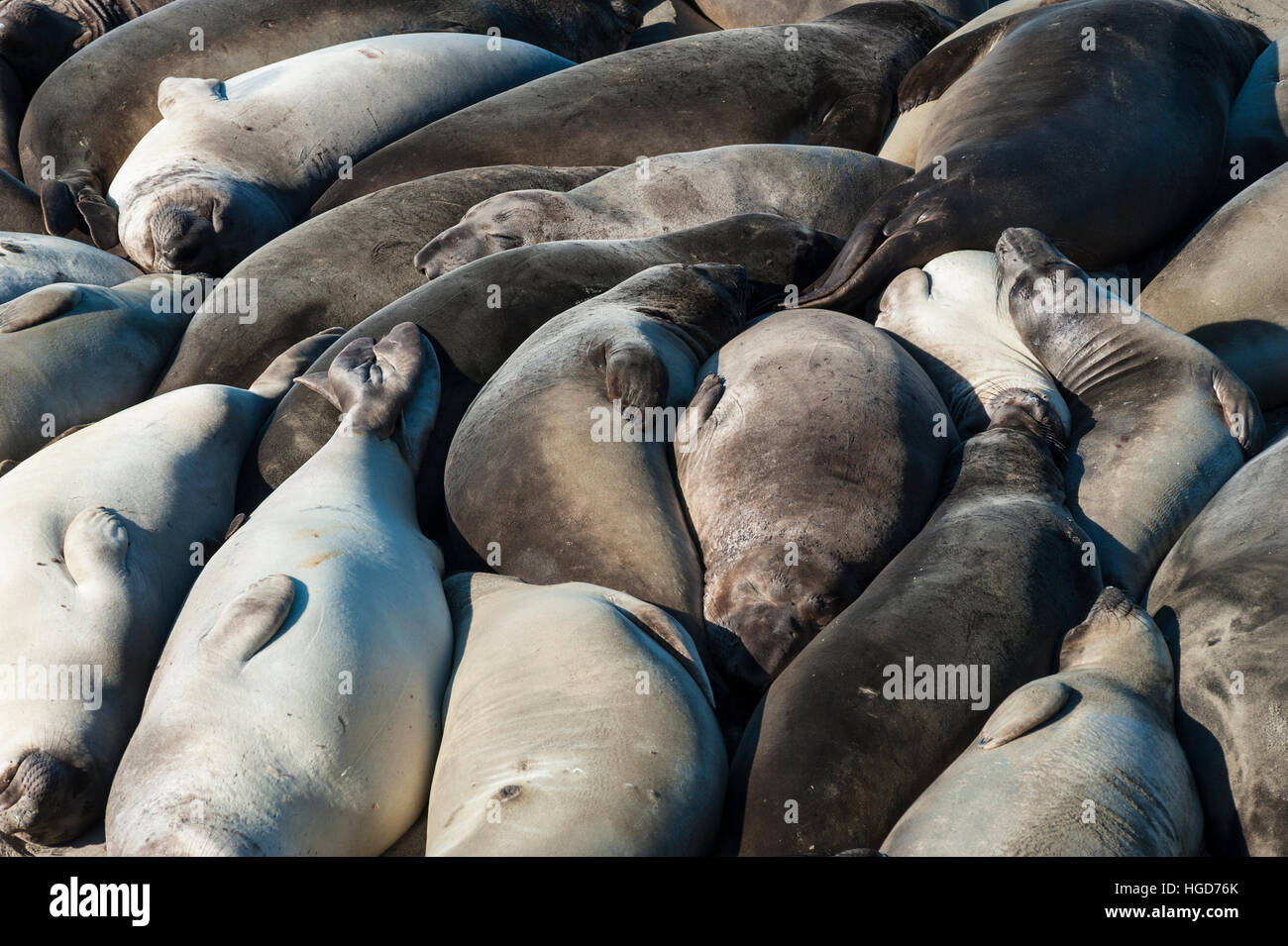 Elephant seals in group hi-res stock photography and images - Alamy