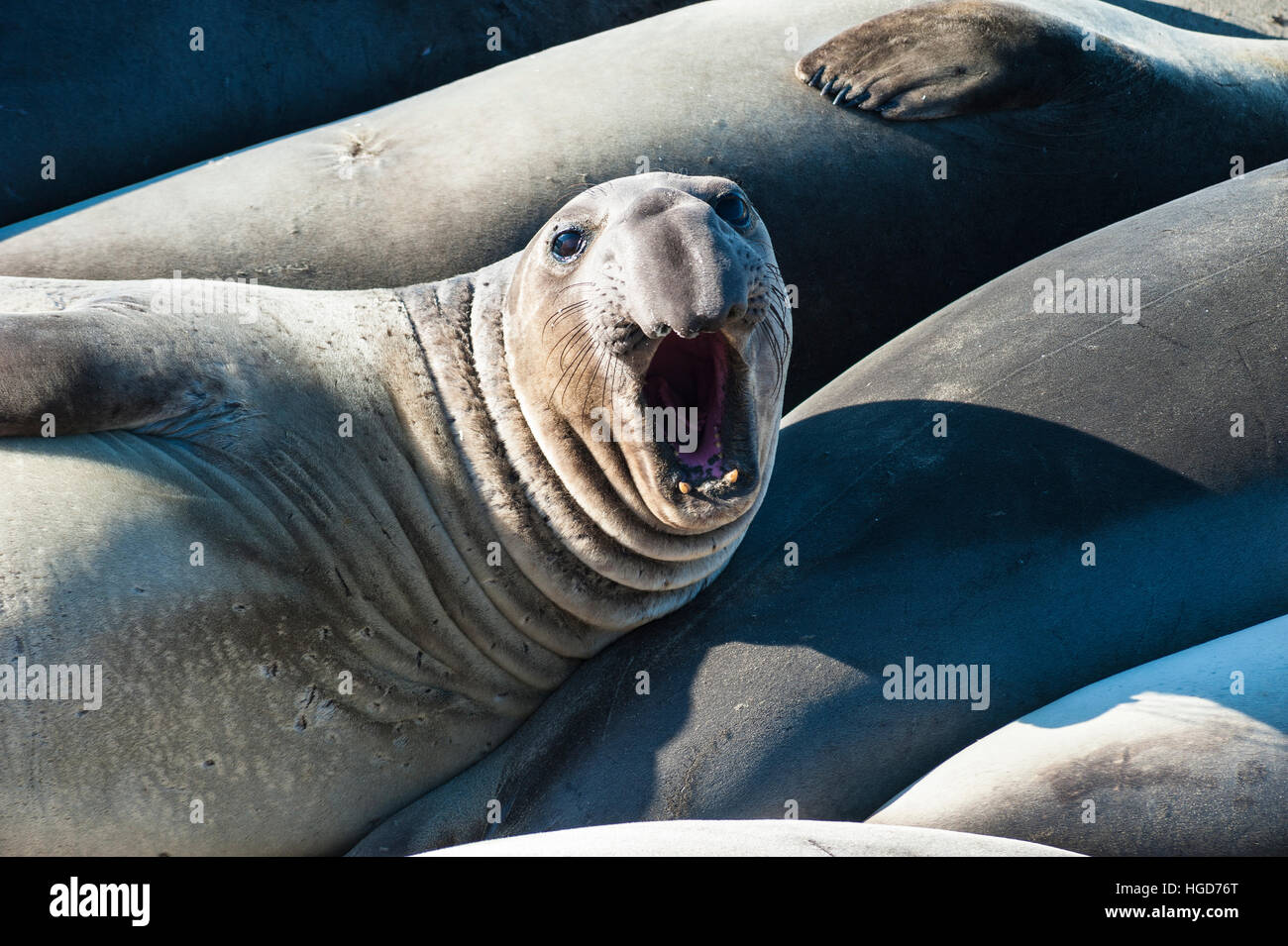 Juvenile male northern elephant seal (Mirounga angustirostris) looking ...