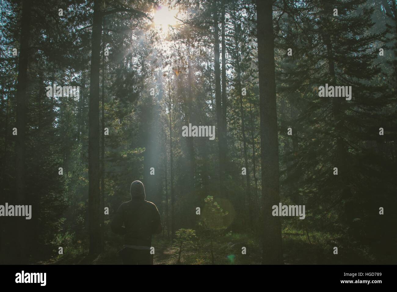 Tall slim tree hi-res stock photography and images - Alamy