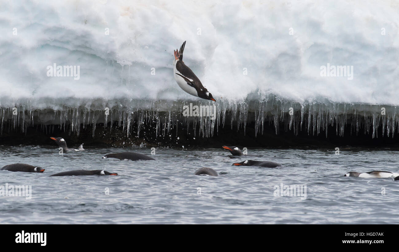 Penguin jump hi-res stock photography and images - Alamy